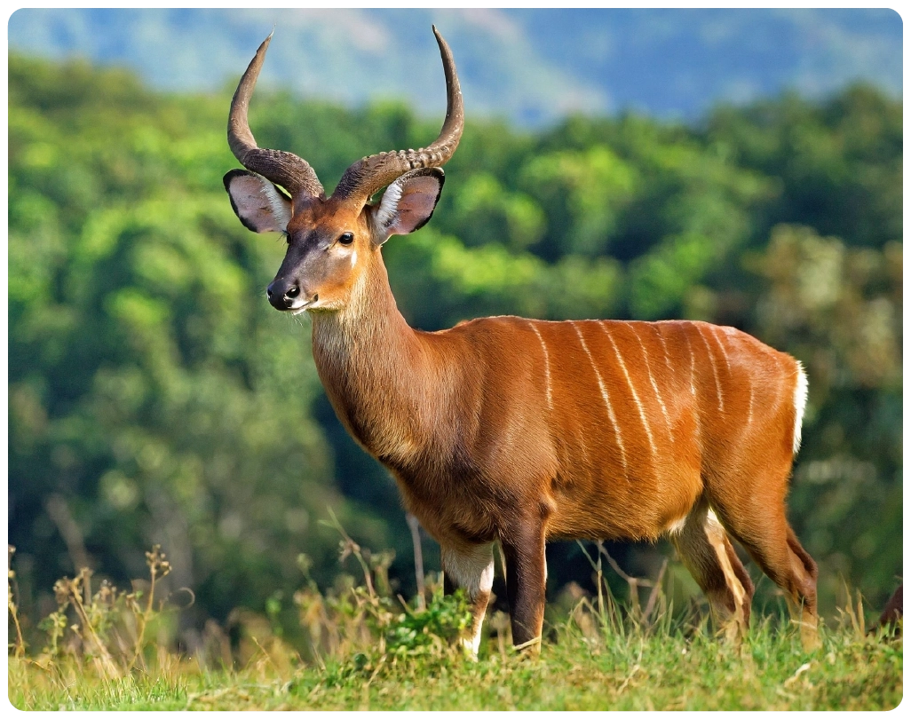 Bongo Deer – Shady Hill Graphics